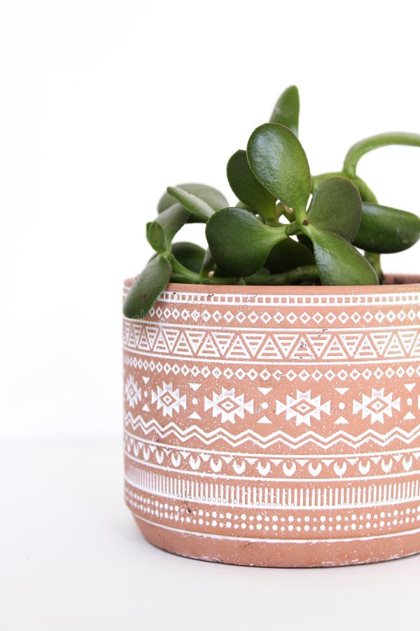 Green Succulent Plant in a Aztec Pattern Planter Stock Photo - Image of ...