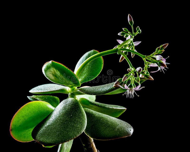 Green Succulent Plant Budding Flowers Black Background Stock Photos ...