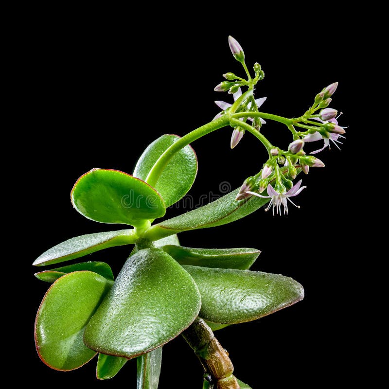 Green Succulent Plant with Budding Flowers Black Background Stock Image ...