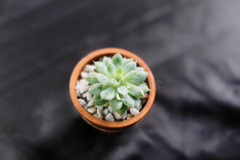 Green Succulent Plant stock image. Image of beauty, botany - 152920773