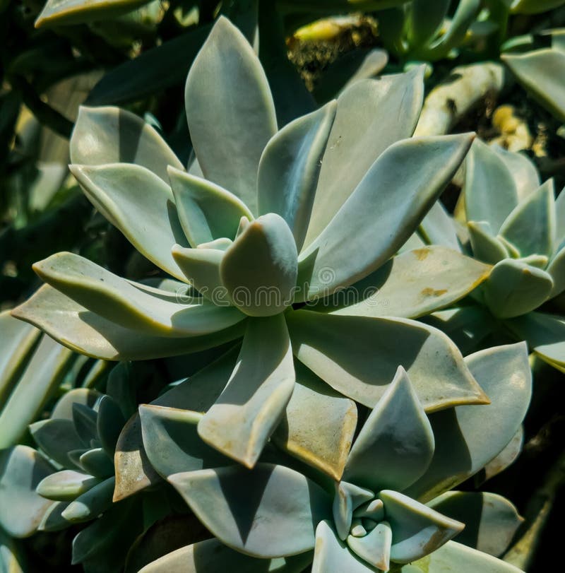 Green Succulent Plants Grow Beautifully Stock Photo - Image of ...