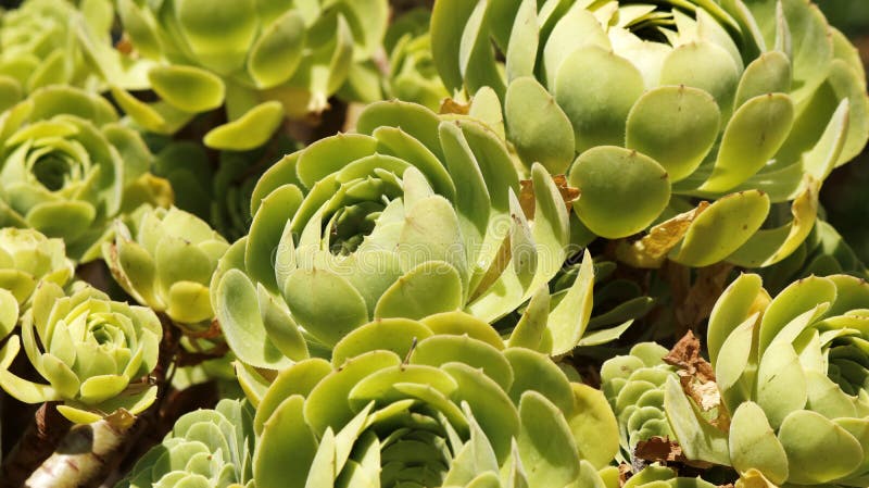 Green succulent plants stock image. Image of botany, ball - 94507497