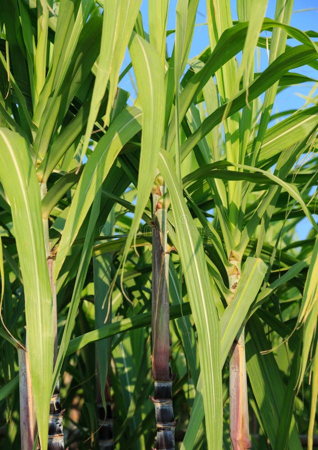 Sugarcane plants at field stock photo. Image of countryside - 104629696