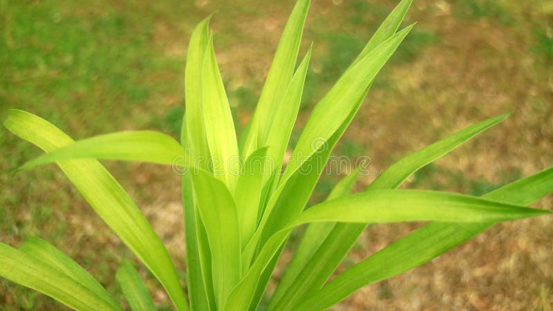 Green Suji Tree stock image. Image of beautiful, tree - 291473091