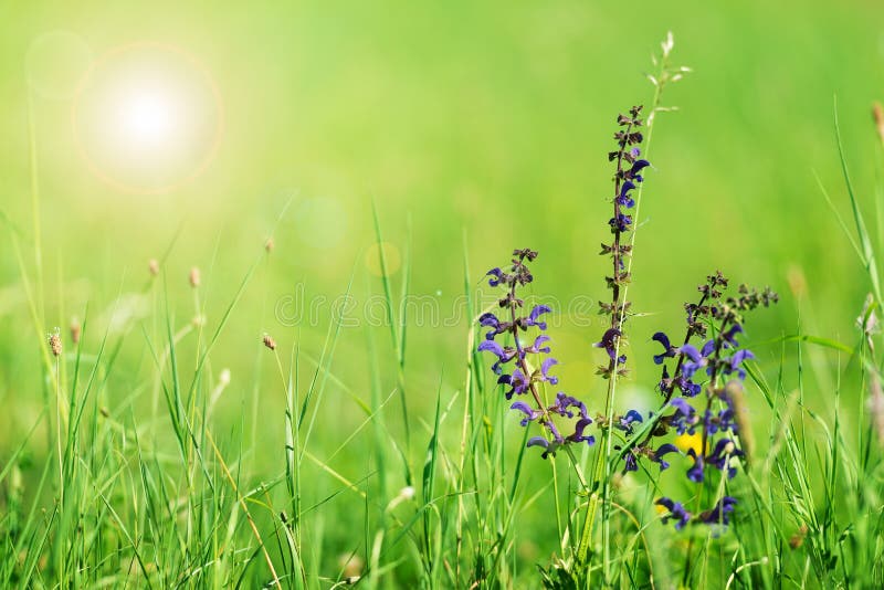 Green summer background stock photo. Image of floral - 49780966