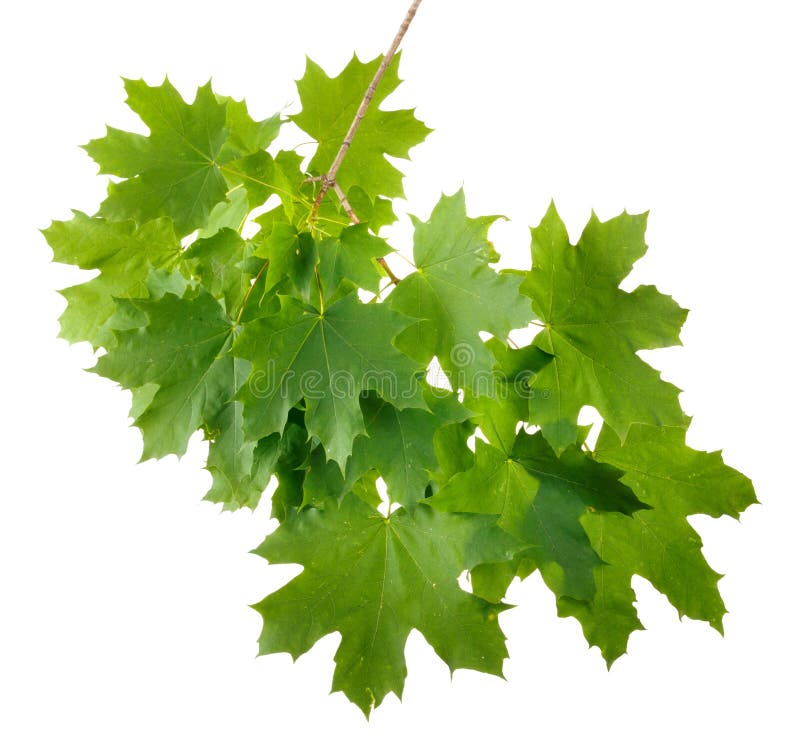 Green Summer Branch of Maple on Isolated Background Stock Image - Image ...