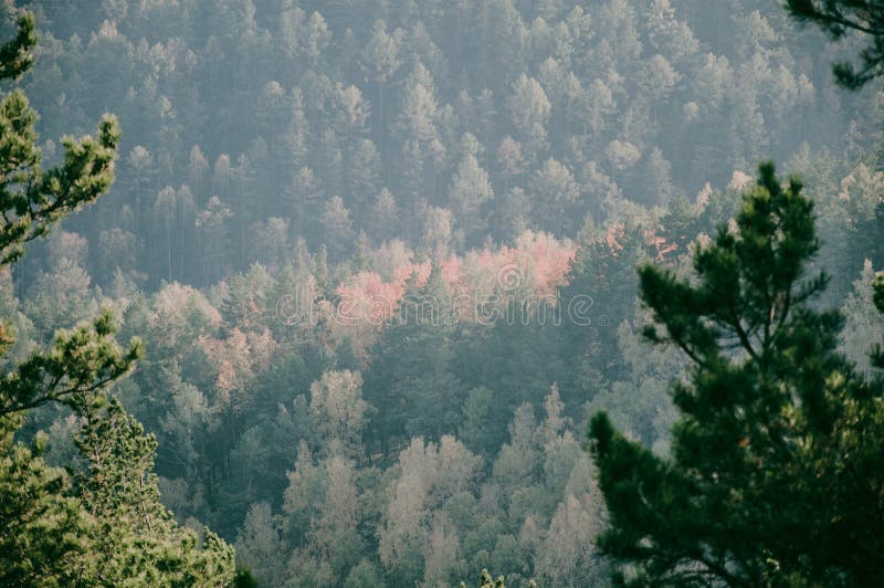 Green Summer Forest Landscape, Beautiful Trees, Grass and Cloudy Sky ...
