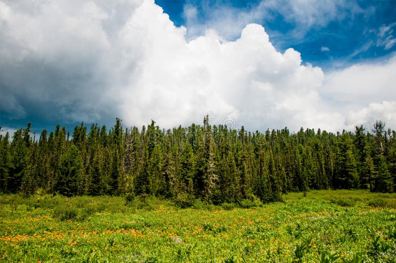 Green Summer Forest Landscape, Beautiful Trees, Grass and Cloudy Sky ...