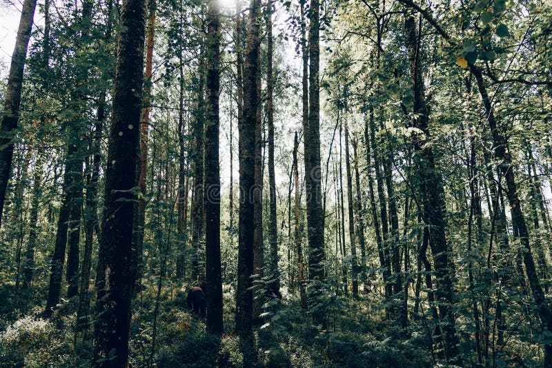 Green Summer Forest Landscape, Beautiful Trees, Grass and Cloudy Sky ...
