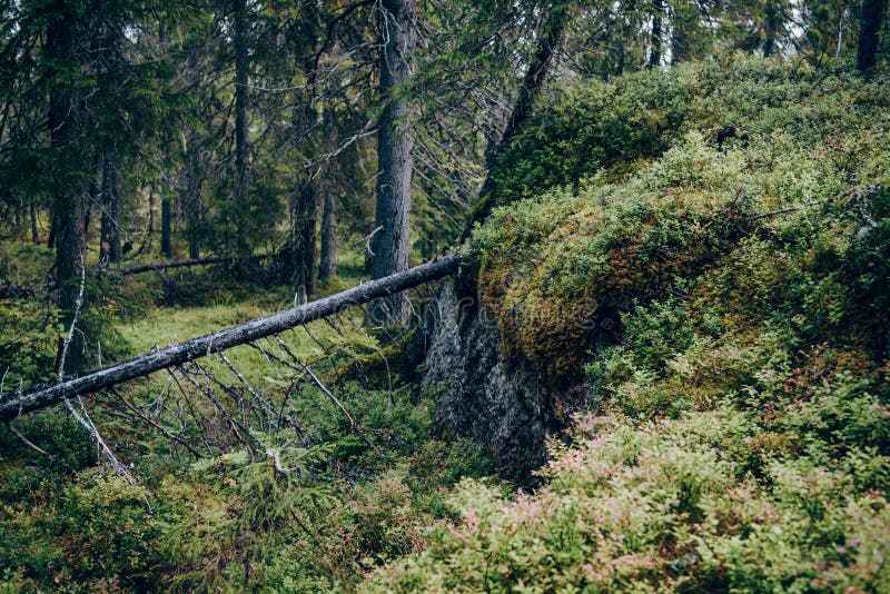 Green Summer Forest Landscape, Beautiful Trees, Grass and Cloudy Sky ...