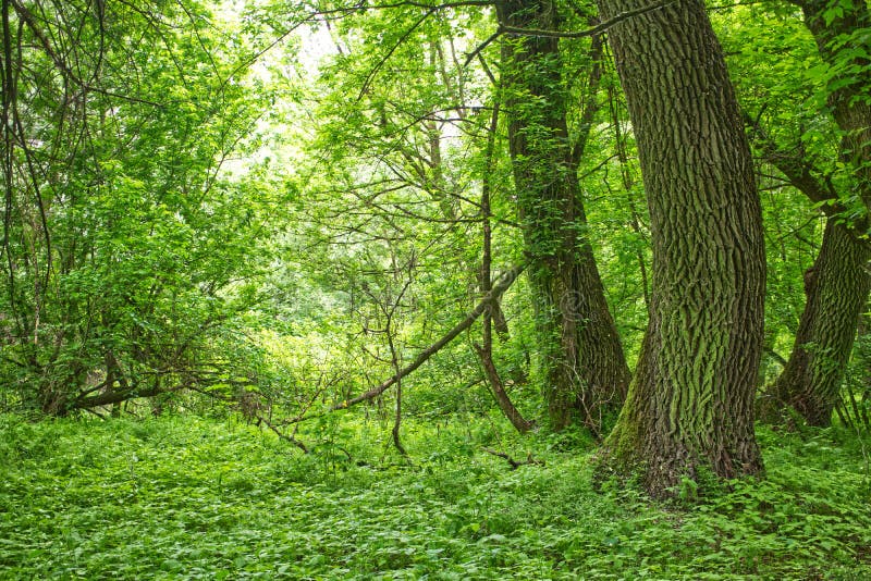 Green summer forest stock image. Image of spring, landscape - 221390915