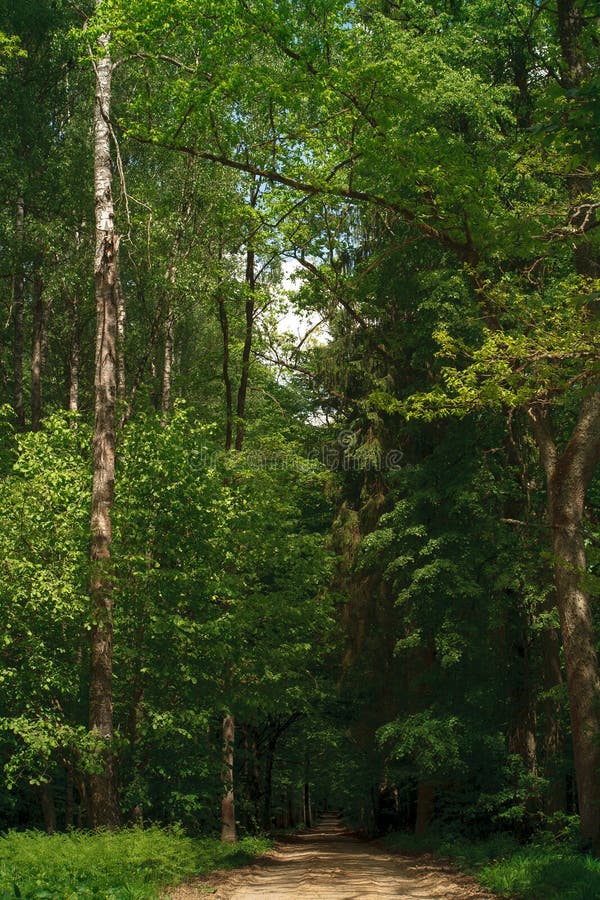 Green summer forest stock image. Image of leaf, outdoors - 62311099