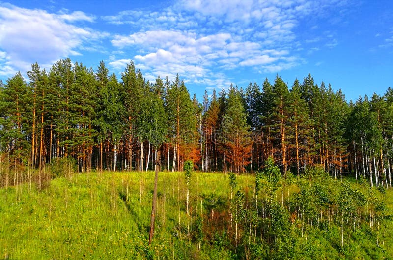 The Green Summer Forest in Mountain Stock Image - Image of green ...