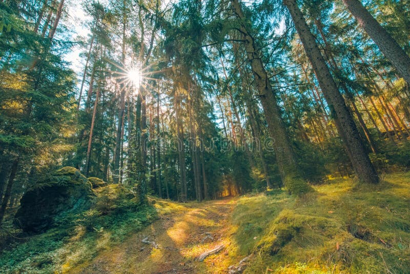 Green Summer Forest and Sun Rays Stock Image - Image of hiking, autumn ...