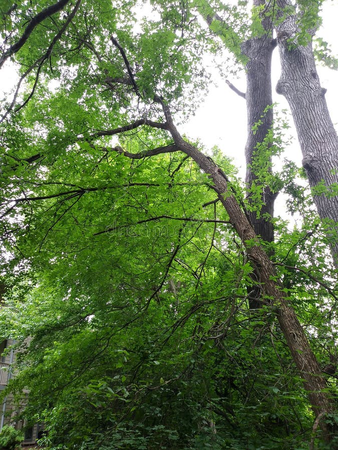 Forest Trees Green Nature Branches Stock Photo - Image of summer ...