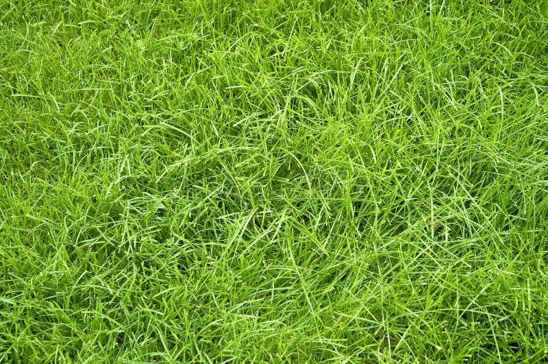 Green summer grass stock image. Image of green, herb, texture - 193121