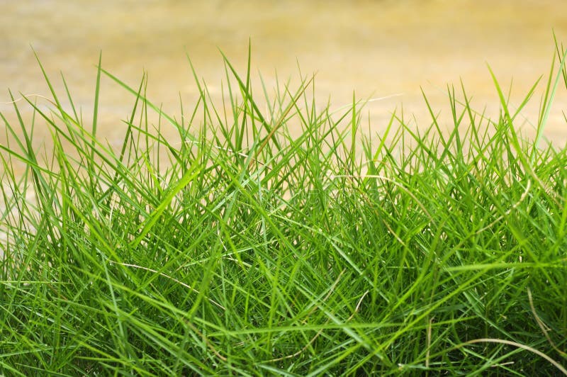Green Summer Grass stock image. Image of grass, plant - 7671553