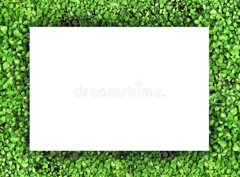 Summer Green Frame of Grass Stock Image - Image of flowering ...