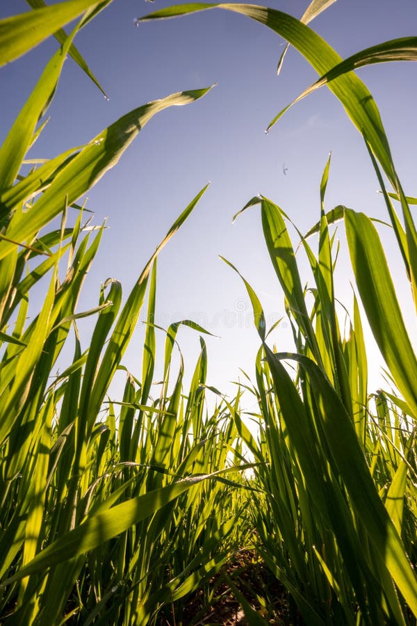 Green Summer Grass Bottom View on Sky and Sun. Morning Dew on Grass at ...