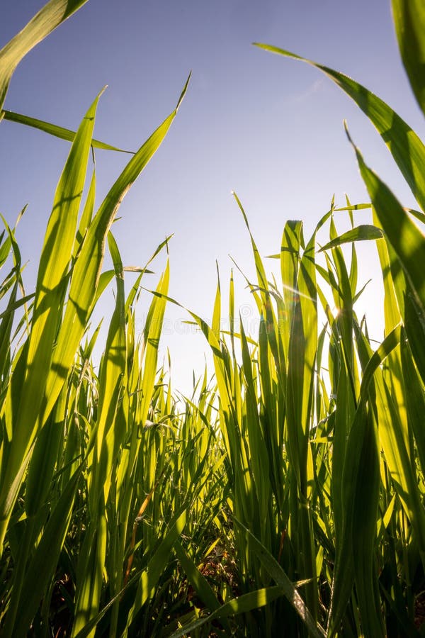 Green Summer Grass Bottom View on Sky and Sun. Morning Dew on Grass at ...