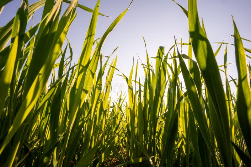 Green Summer Grass Bottom View on Sky and Sun. Morning Dew on Grass at ...