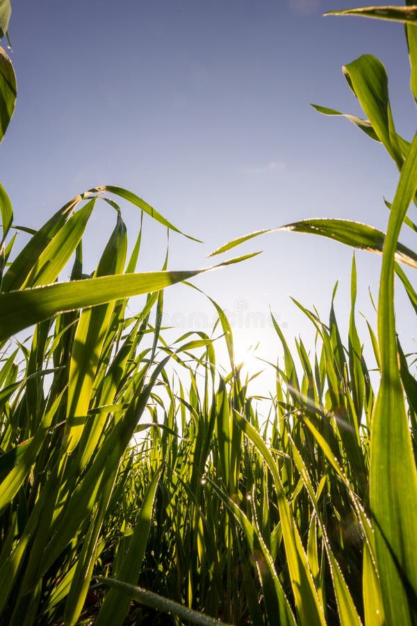 Green Summer Grass Bottom View on Sky and Sun. Morning Dew on Grass at ...