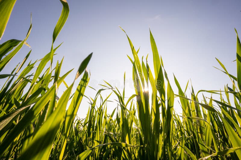 Green Summer Grass Bottom View on Sky and Sun. Morning Dew on Grass at ...