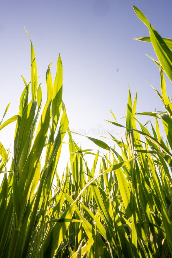 Green Summer Grass Bottom View on Sky and Sun. Morning Dew on Grass at ...