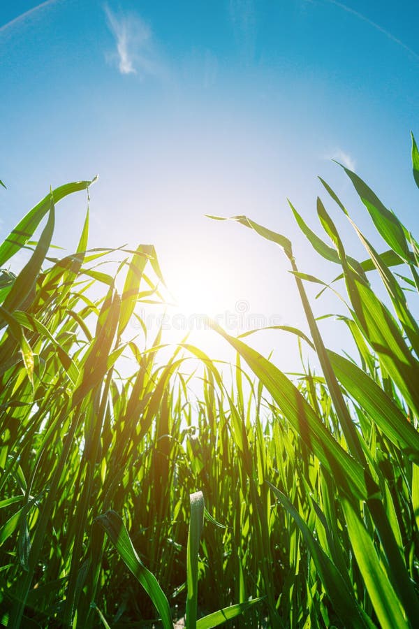 Green Summer Grass Bottom View on Sky and Sun. Morning Dew on Grass at ...