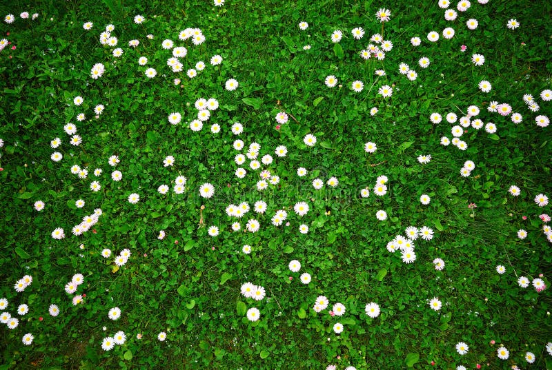 Green Summer Grass with Camomile Texture Background Stock Image - Image ...