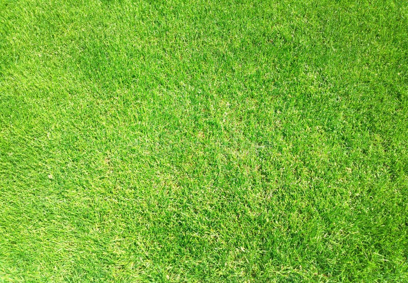 Green Summer Grass Lawn Texture Background Stock Photo - Image of ...