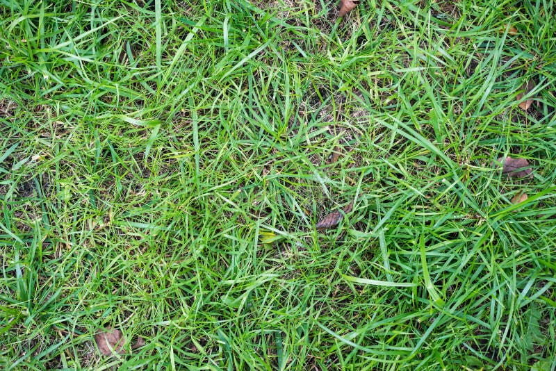 Green summer grass texture stock image. Image of lawn - 165955717