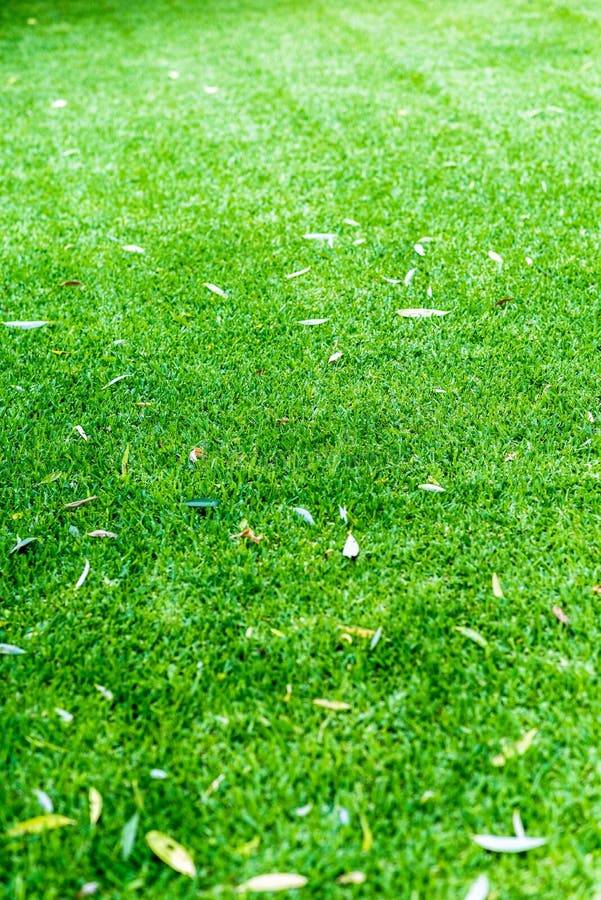 Green Summer Grass Texture with Sunlight Stock Photo - Image of empty ...