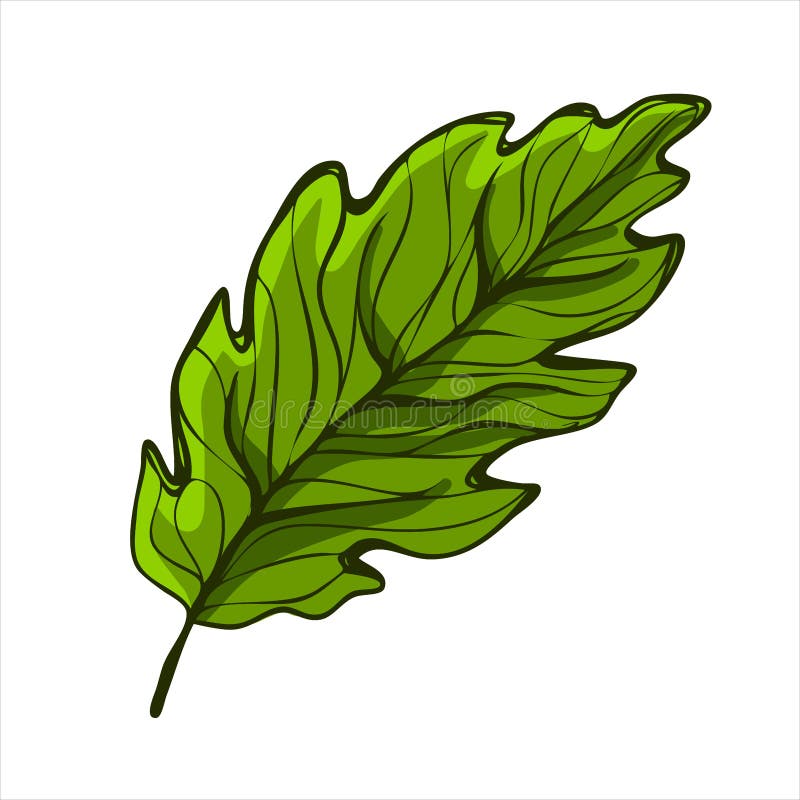 Green Summer Leaf Isolated Detailed Vector Illustration Stock Vector ...