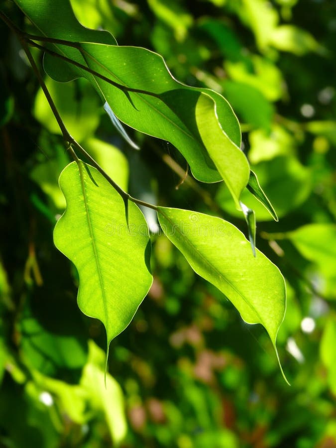 Green summer leaves . stock image. Image of environment - 43974855