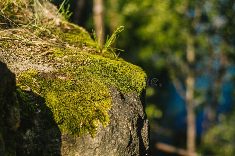 Green summer moss stock photo. Image of closeup, rocks - 129780198
