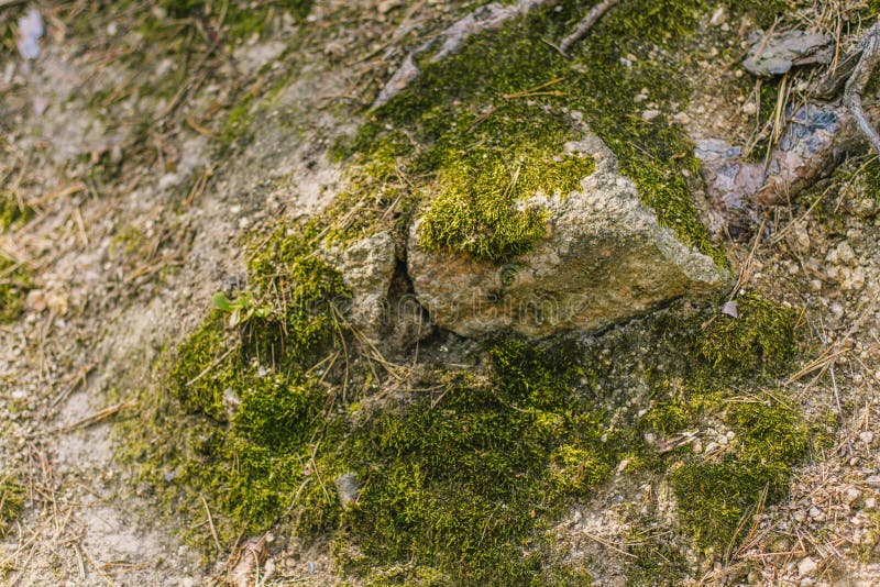 Green summer moss stock photo. Image of ancient, landscape - 129780200