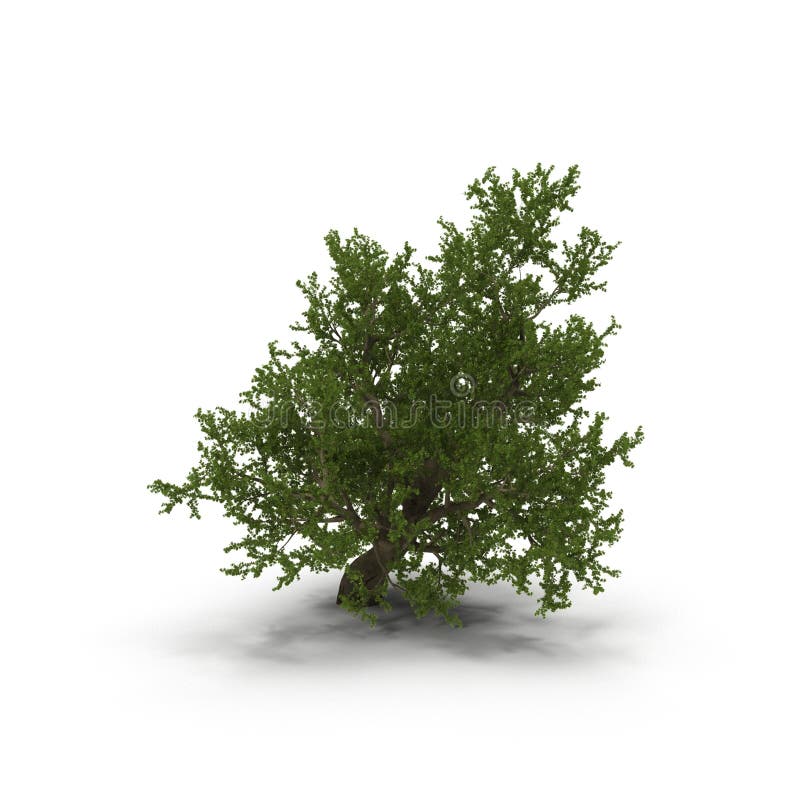 Green Summer Old Maple Tree Isolated on White. 3D Illustration Stock ...