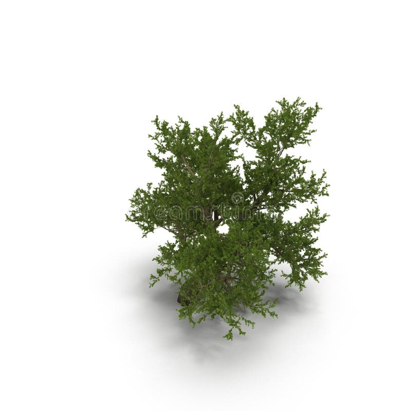 Green Summer Old Maple Tree Isolated on White. 3D Illustration Stock ...