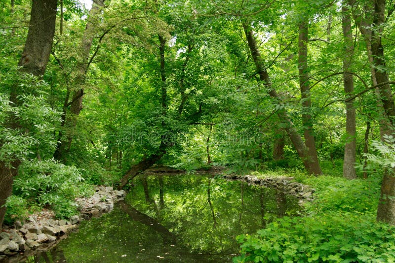 Green Summer Park with Stream Stock Photo - Image of haven, forest: 2546108