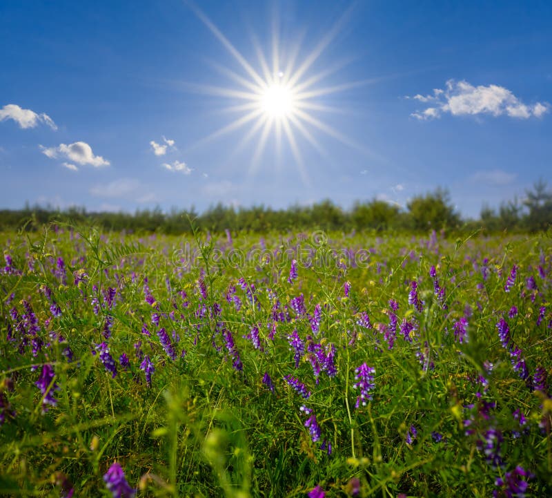Prairie Flowers stock image. Image of leaf, line, flowers - 12711