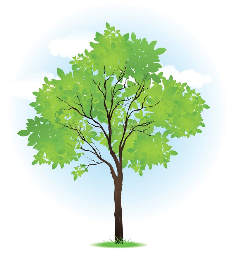 Summer tree stock vector. Illustration of green, seasonal - 11229733