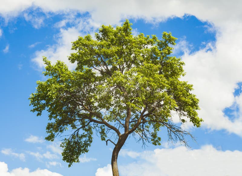 Green summer trees stock photo. Image of forest, botany - 29124822