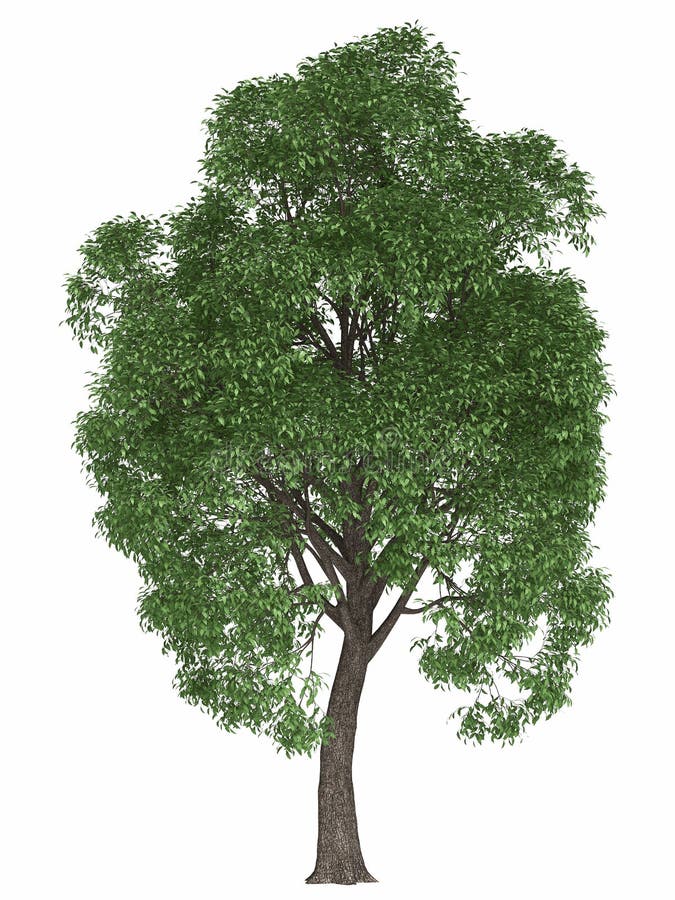 Green Summer Tree Isolated on White Background. Render High Quality ...