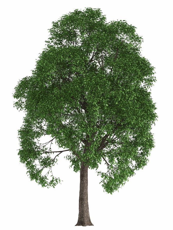 Green Summer Tree Isolated on White Background. Render High Quality ...