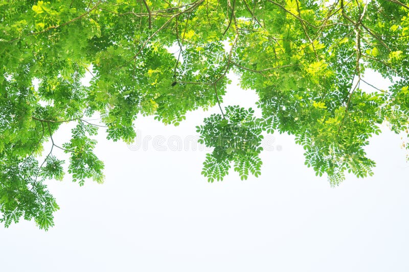 Green Summer Tree Leaves Pendant Foreground Stock Image - Image of ...