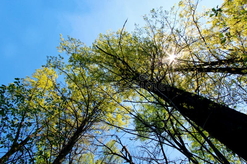 Green Summer Trees Background in Summer with Blue Sky Stock Image ...