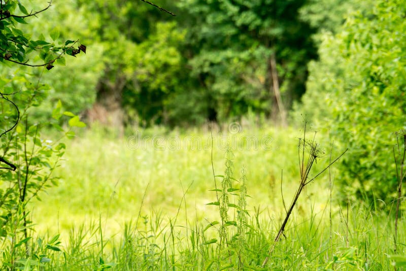 Green Summer Trees stock photo. Image of summer, tree - 76133350