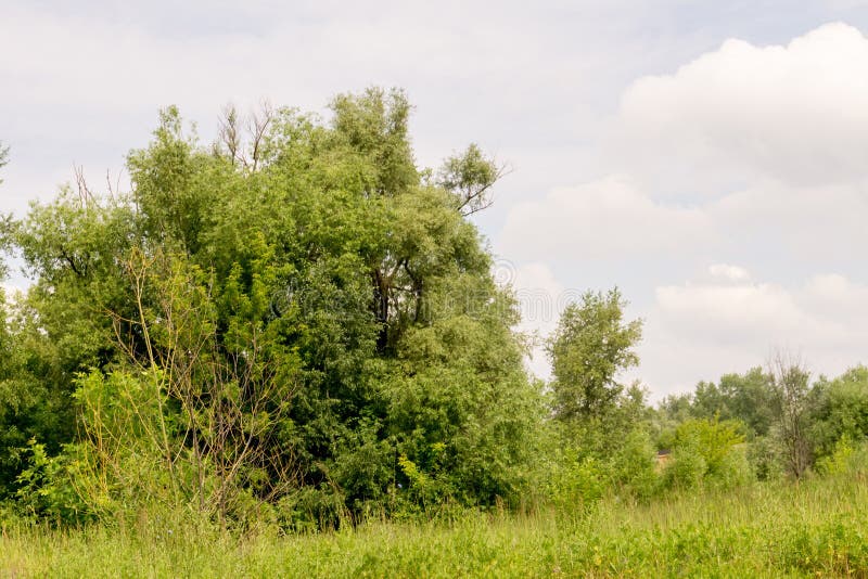 Green Summer Trees stock photo. Image of forest, backdrop - 76454212