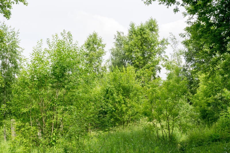 Green Summer Trees stock image. Image of green, wild - 76454289